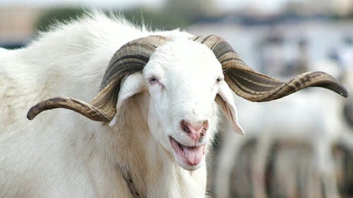 Tabaski : des meilleures photos de vente de béliers en Afrique - Le ...