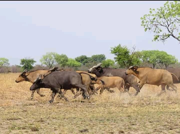 Du parc de Djamdè à celui de Sarakawa : spectacles saisissants et ...