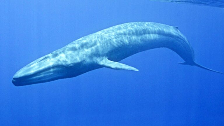 La baleine bleue : un géant des mers toujours à la merci des prédateurs ...