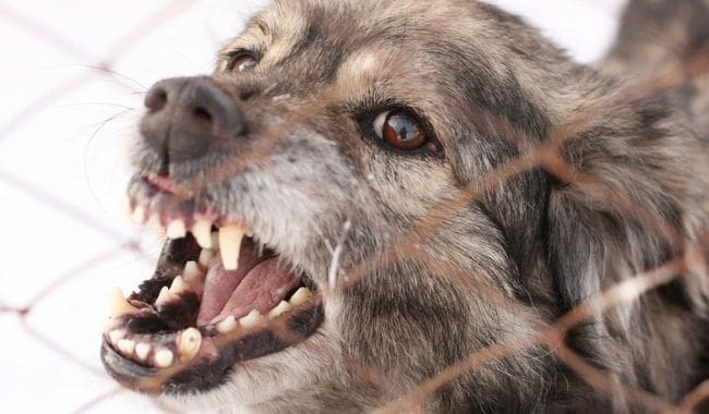 Lutte contre la rage canine: une opération de vaccination gratuite des ...