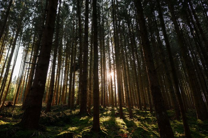 Reforestation et biodiversité : AstraZeneca étend son initiative AZ ...